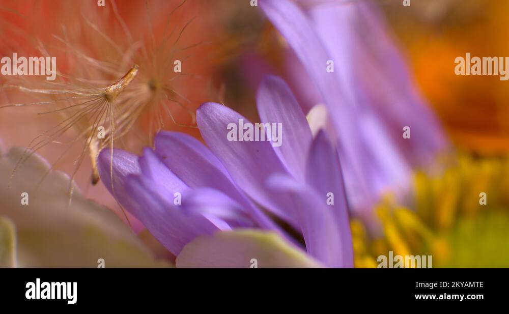 Beautiful seed heads Stock Videos & Footage - HD and 4K Video Clips - Alamy