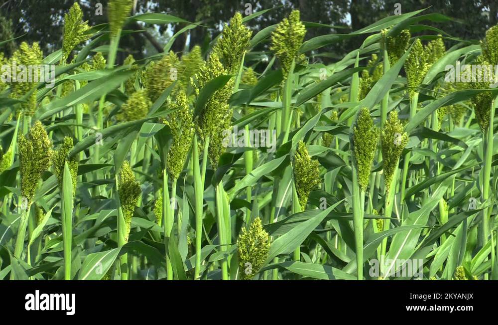 Sorghum bicolor field Stock Videos & Footage - HD and 4K Video Clips ...