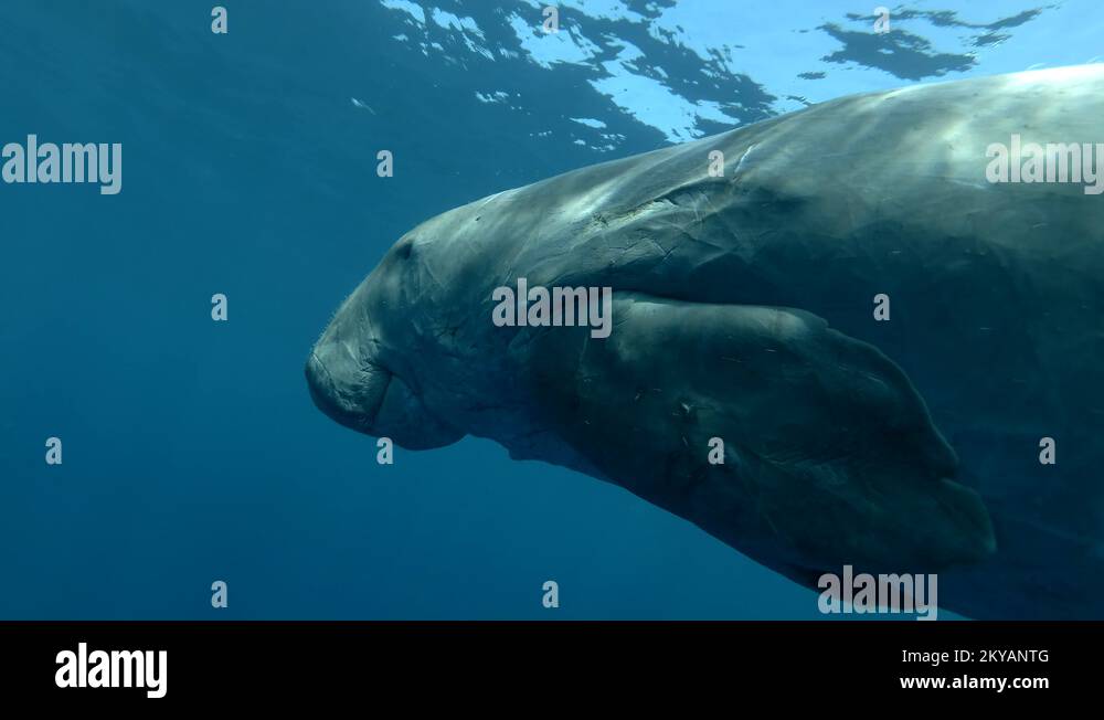Dugong swim and sleeps in the blue water (Dugong or Sea Cow, Dugong ...