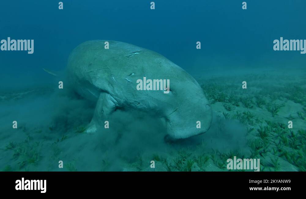 Dugongo dugong Stock Videos & Footage - HD and 4K Video Clips - Alamy