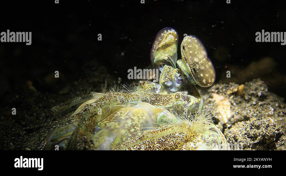 Tiger Mantis Shrimp (Lysiosquillina maculata) Underwater in Lembeh ...