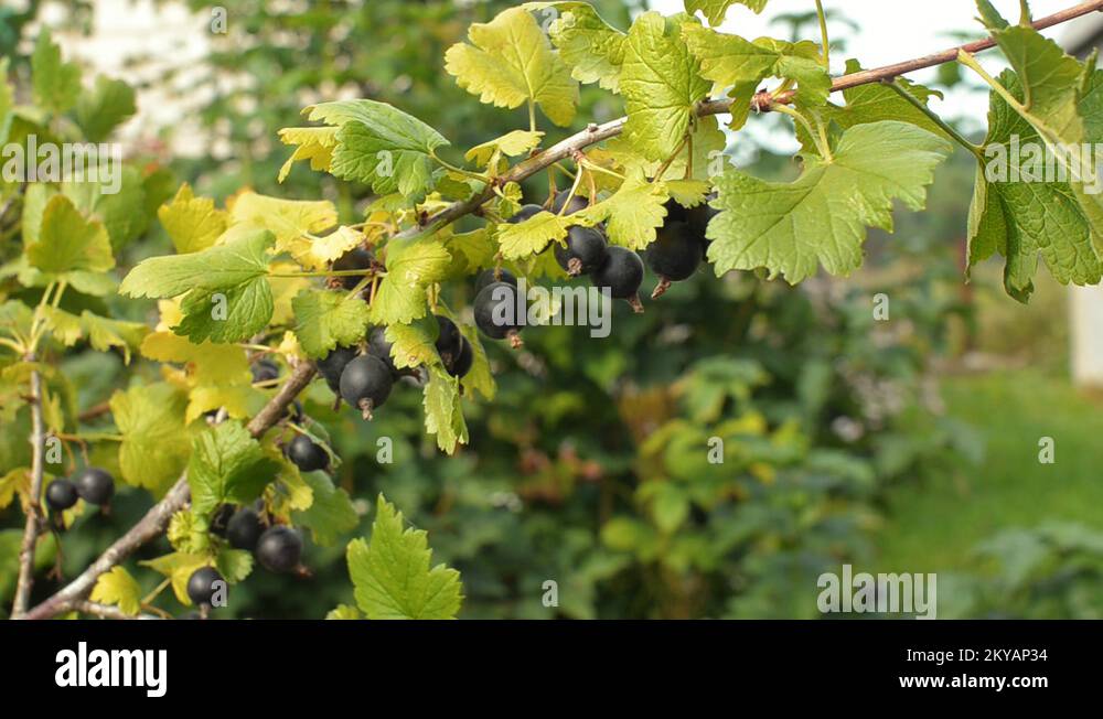 Josta Stock Videos & Footage - HD and 4K Video Clips - Alamy