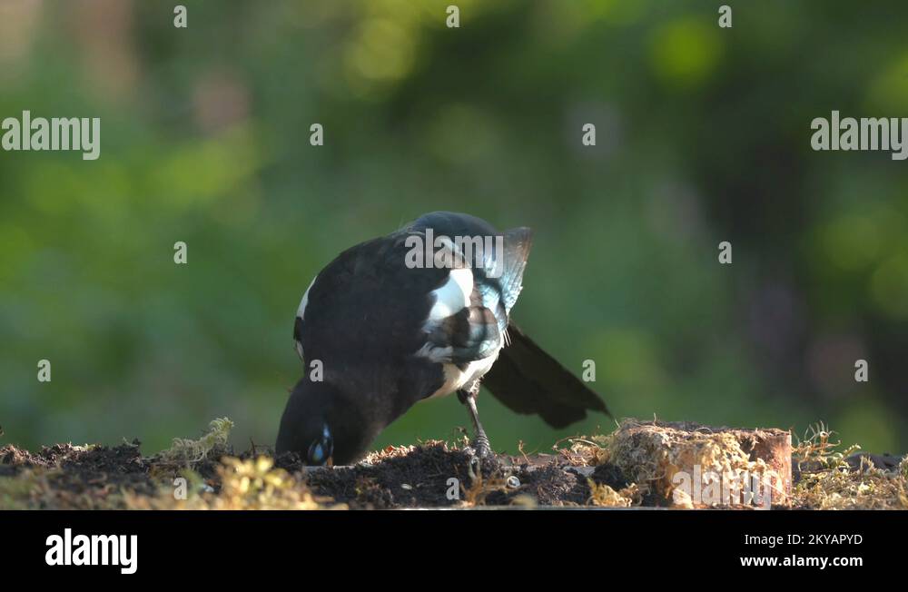 Raise head Stock Videos & Footage - HD and 4K Video Clips - Alamy