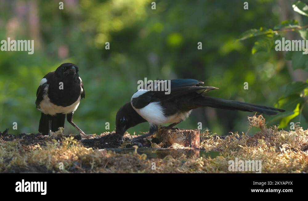magpie crow bird animal couple quarrel food hits head watching each ...
