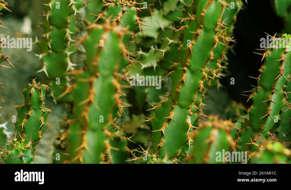 Cacti plant desk pink background Stock Videos & Footage - HD and 4K ...