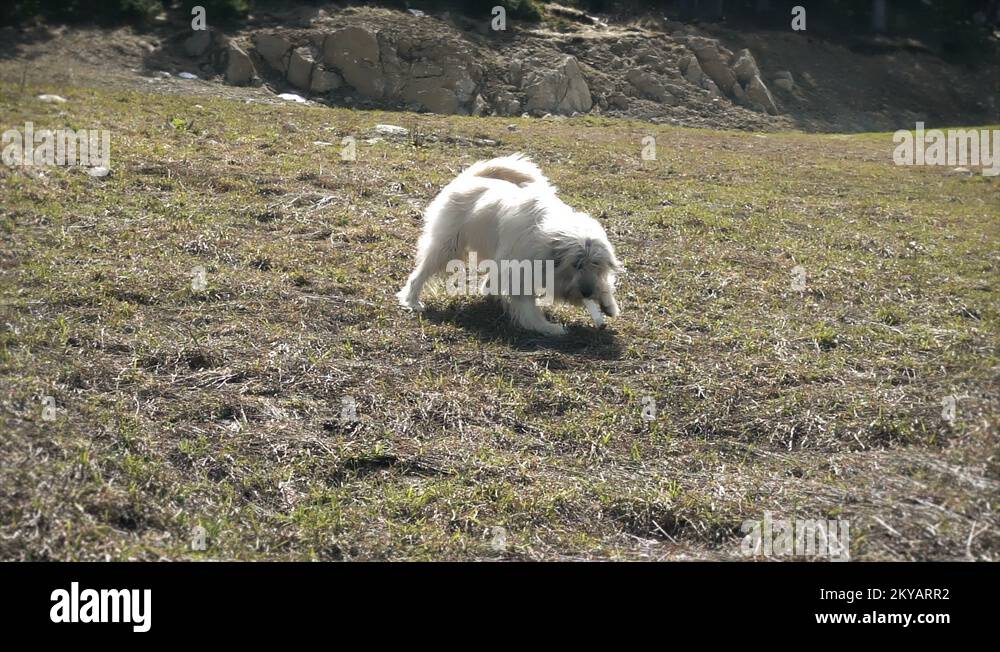 Great pyrenees run Stock Videos & Footage - HD and 4K Video Clips - Alamy