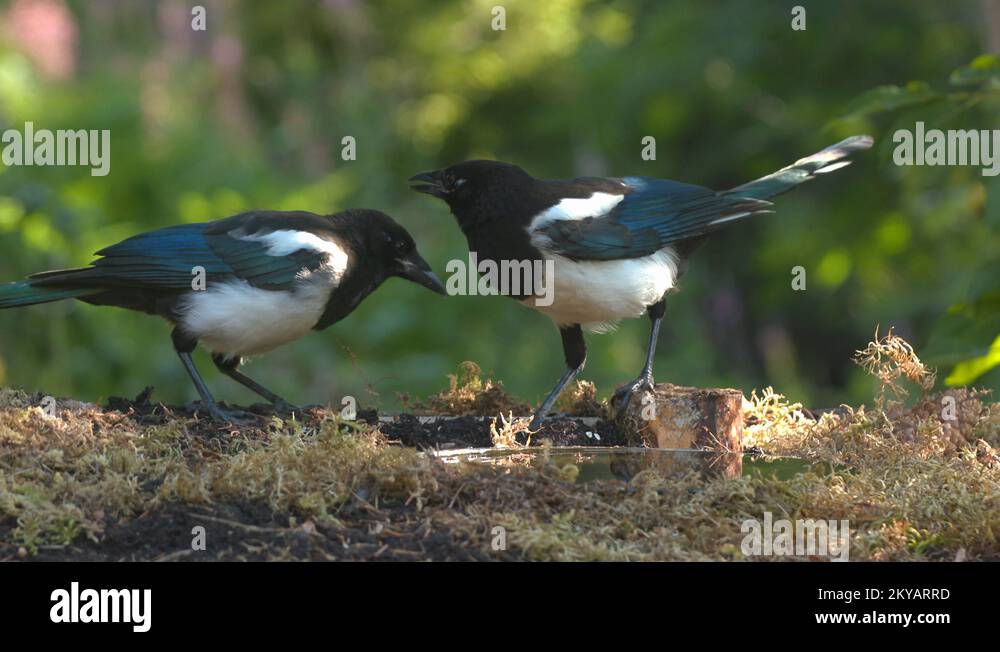 Kick by bird Stock Videos & Footage - HD and 4K Video Clips - Alamy