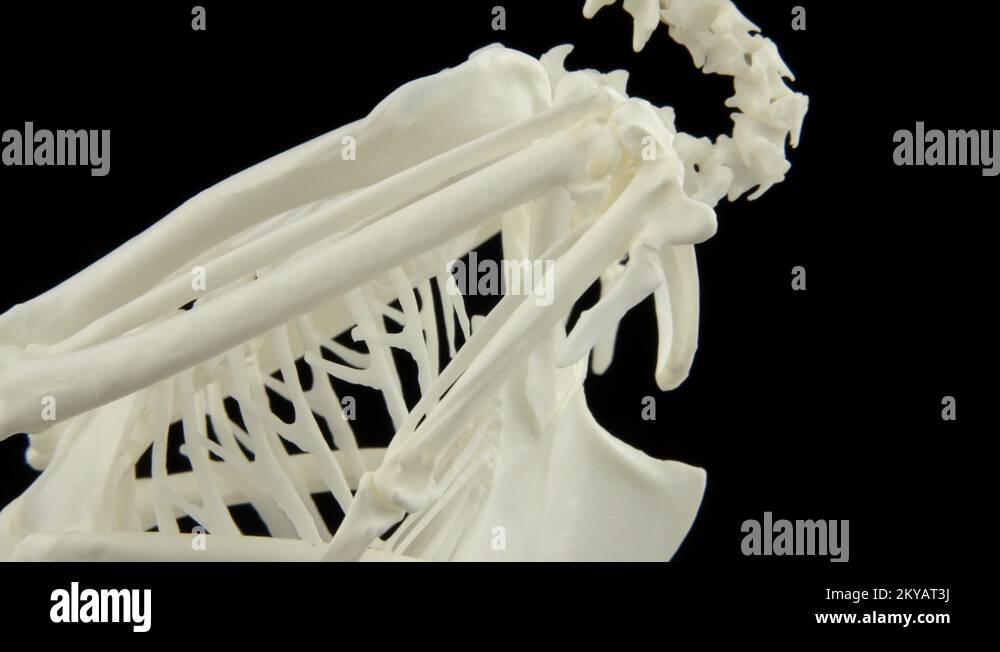 Skeletal wings Stock Videos & Footage - HD and 4K Video Clips - Alamy