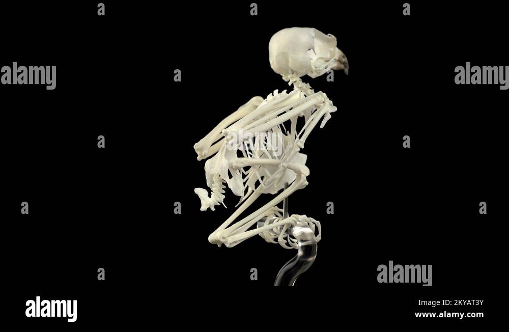 Anatomy of reptiles Stock Videos & Footage - HD and 4K Video Clips - Alamy