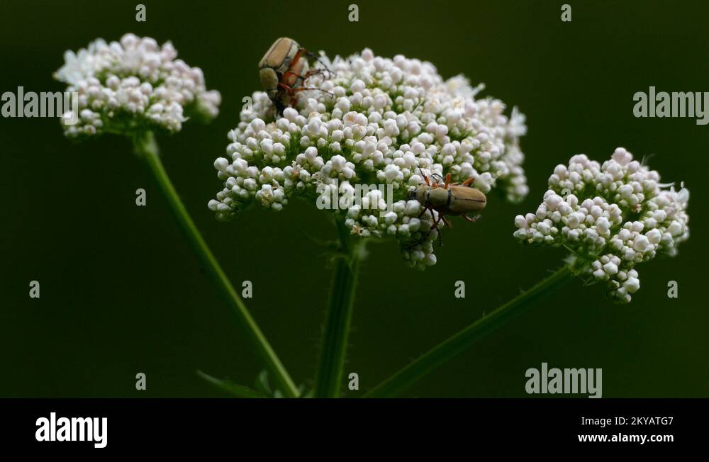 Two pairs of similar insects mating at the same time on same white ...