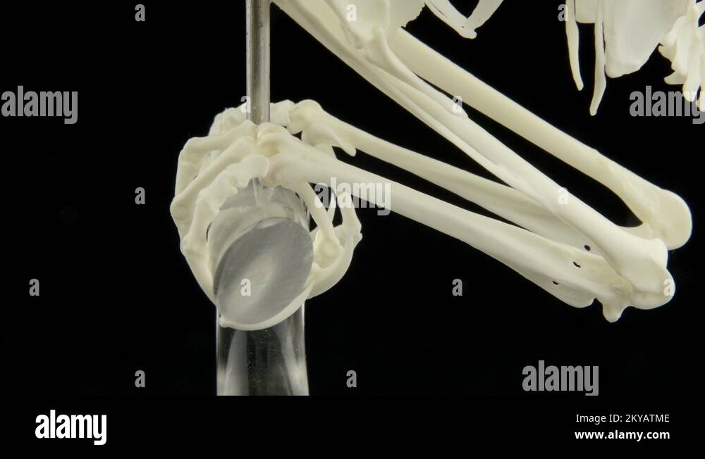 Sharp skeletal claws Stock Videos & Footage - HD and 4K Video Clips - Alamy