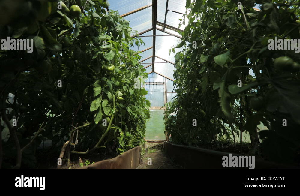 A small greenhouse, a lot of long rows of plants. Indoor Greenhouse ...