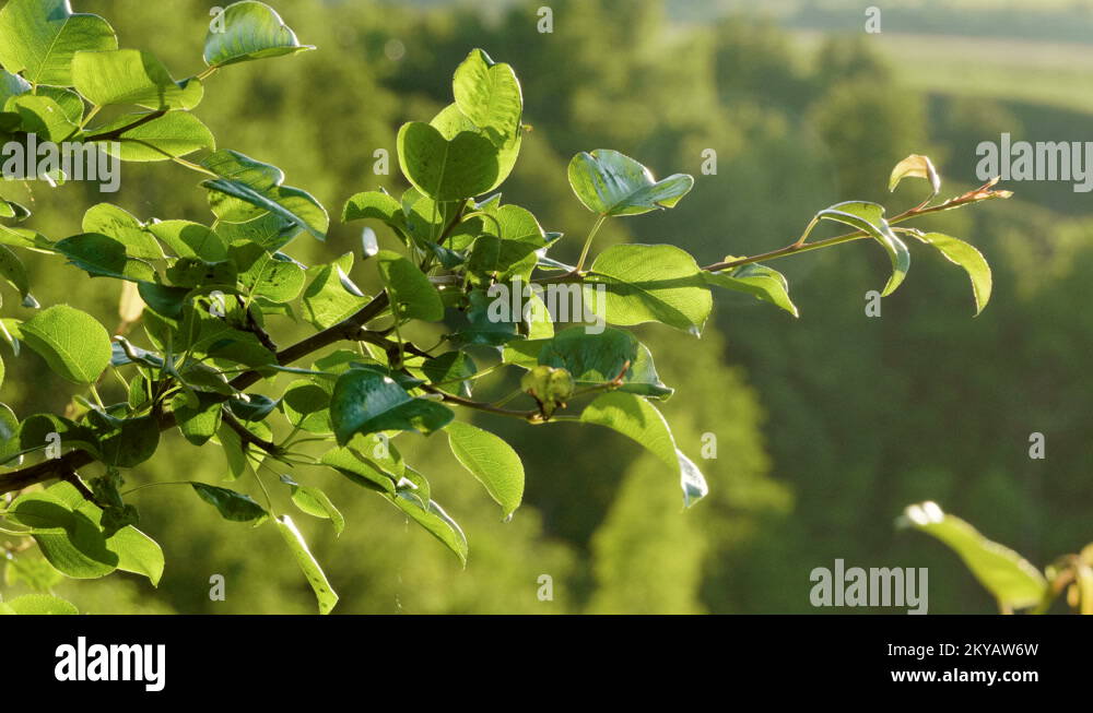 Leaves deciduous tree branch Stock Videos & Footage - HD and 4K Video ...
