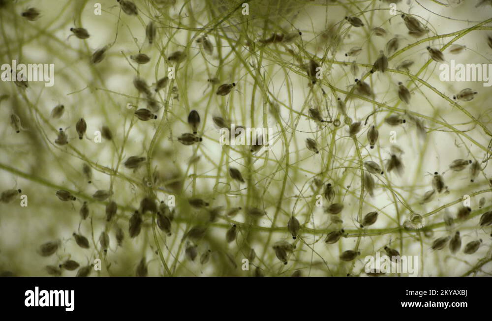 Water fleas daphnia Stock Videos & Footage - HD and 4K Video Clips - Alamy