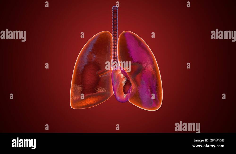 Anatomical animation of breathing Lungs Stock Video Footage - Alamy