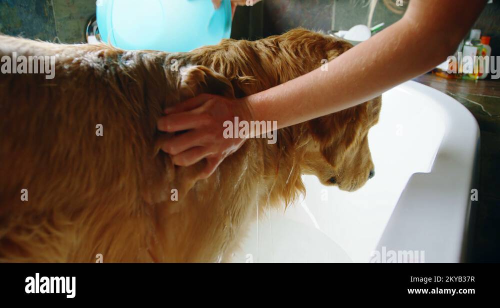 Woman washing her dog in bathroom 4k Stock Video Footage - Alamy