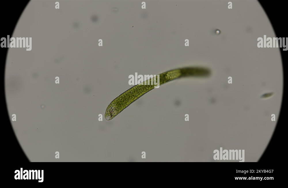 Protista microscope Stock Videos & Footage - HD and 4K Video Clips - Alamy