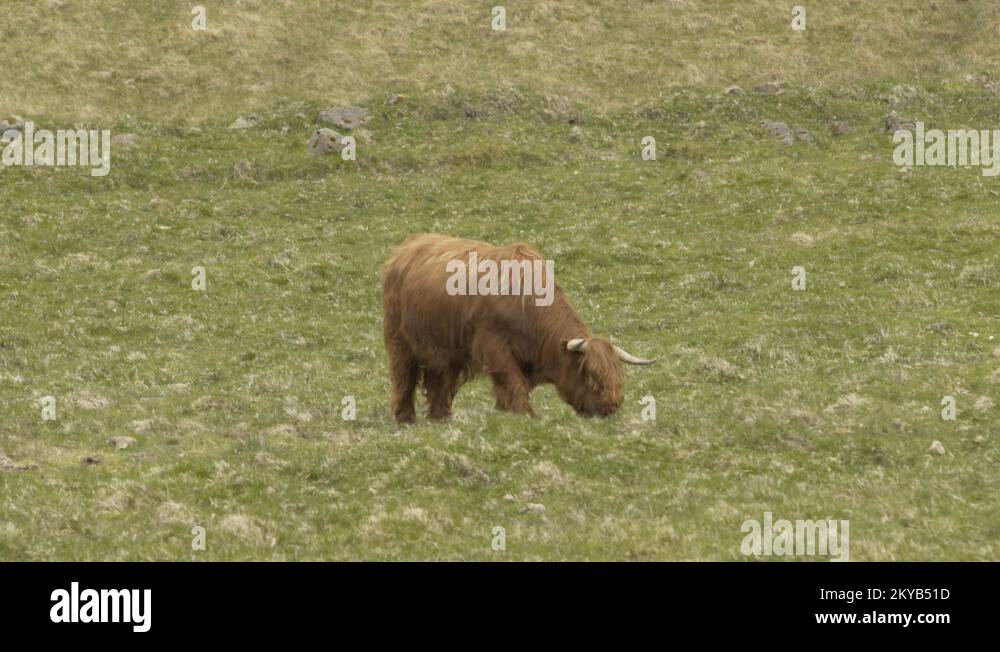 Highland cattle, Scottish Highland Cow in Isle of Skye, Scotland Stock ...
