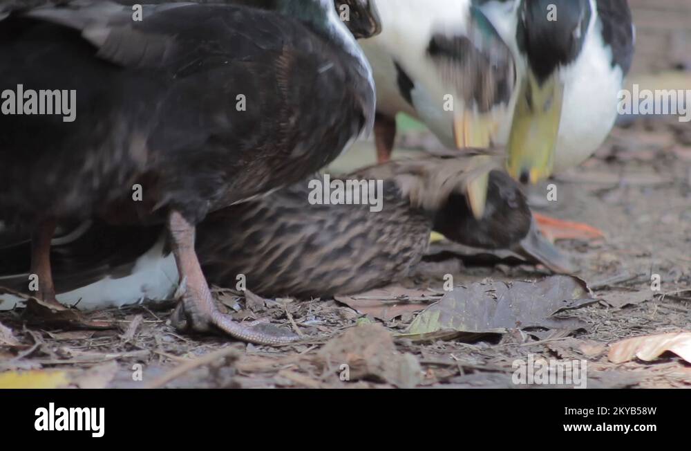 Ducks fighting Stock Videos & Footage - HD and 4K Video Clips - Alamy