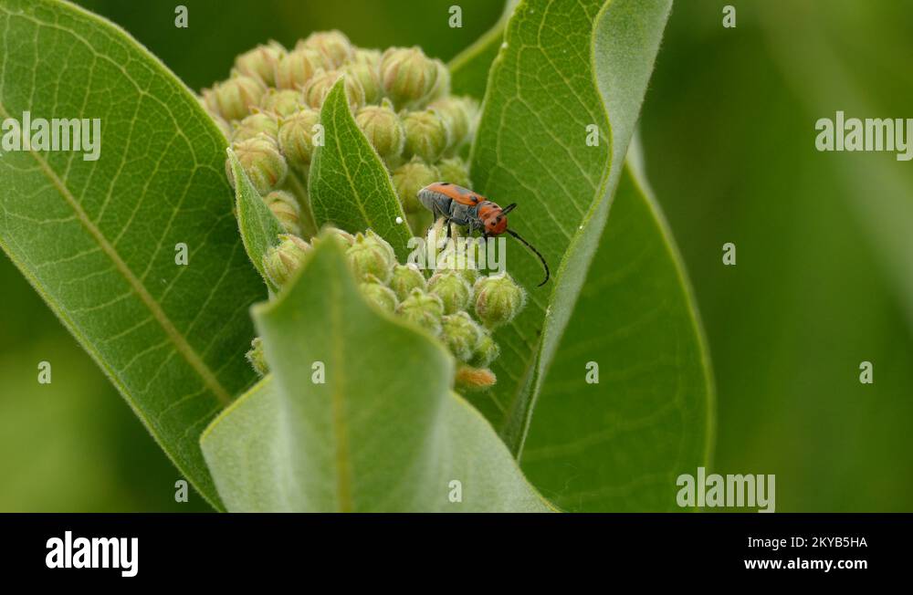 Large orange ugly bug moving arms near mouth while on a flower filmed ...