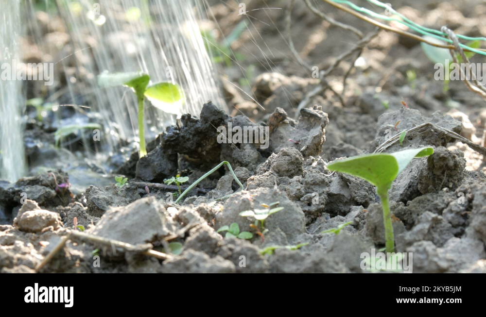 Germ of a newly grown plant in the ground that is watered with watering ...
