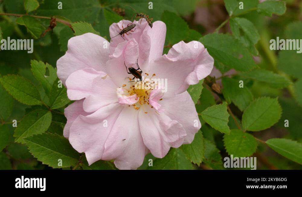 Creepy bugs Stock Videos & Footage - HD and 4K Video Clips - Alamy