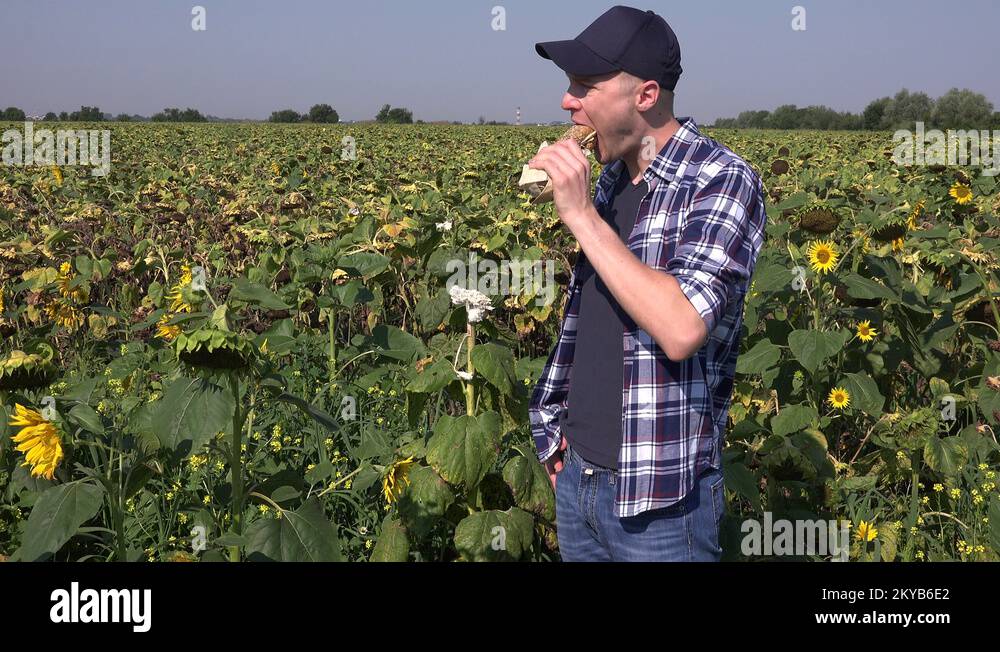 Man sunflower Stock Videos & Footage - HD and 4K Video Clips - Alamy