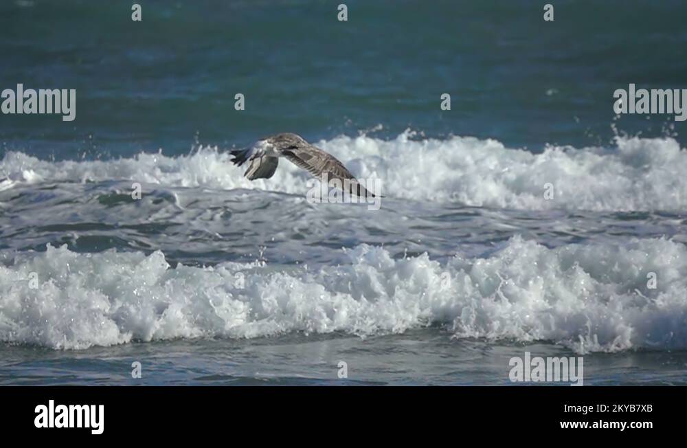 Sea bird flying over ocean waves Stock Videos & Footage - HD and 4K ...