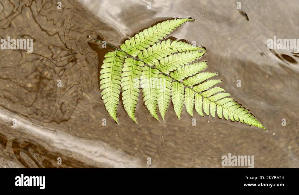 Drifting leaf Stock Videos & Footage - HD and 4K Video Clips - Alamy