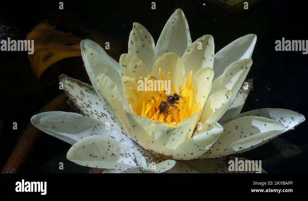 Flower of granada Stock Videos & Footage - HD and 4K Video Clips - Alamy