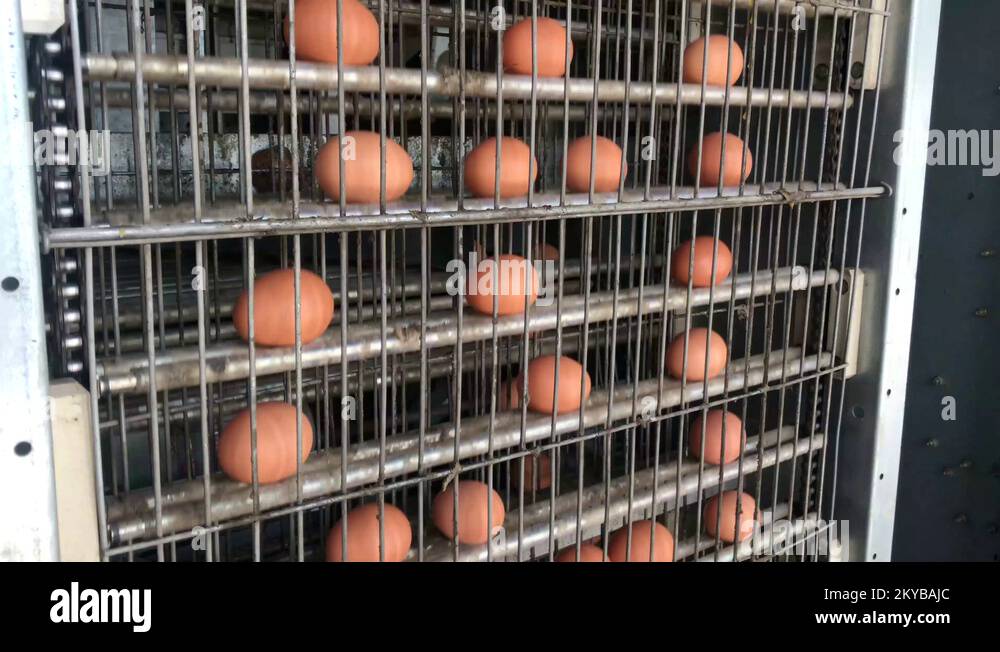 Free range egg production Stock Videos & Footage - HD and 4K Video ...