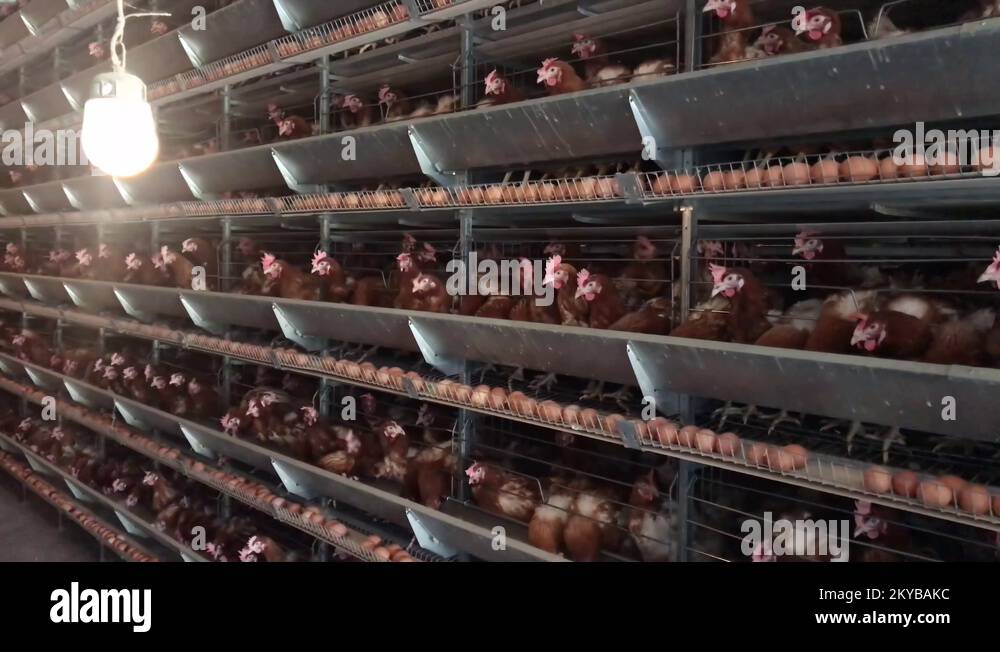 Factory Chicken egg production. Red chickens are seated in special ...