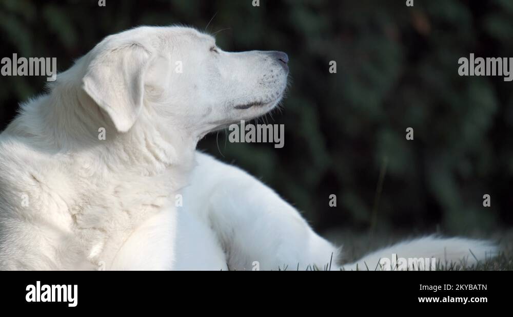 Close Up White Dog Labrador Lying Down Grass Sunny Smelling Sniffing ...