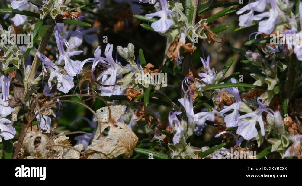 European Honey Bee, apis mellifera, Bee foraging a Rosemary Flower ...