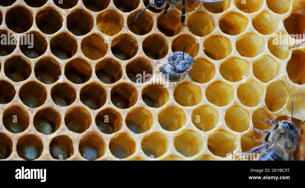 European Honey Bee, apis mellifera, Bee Emerging from Cell, Bee Hive in ...