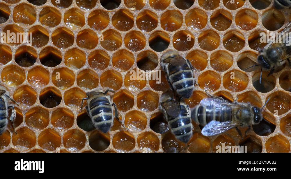 Pollen frame Stock Videos & Footage - HD and 4K Video Clips - Alamy