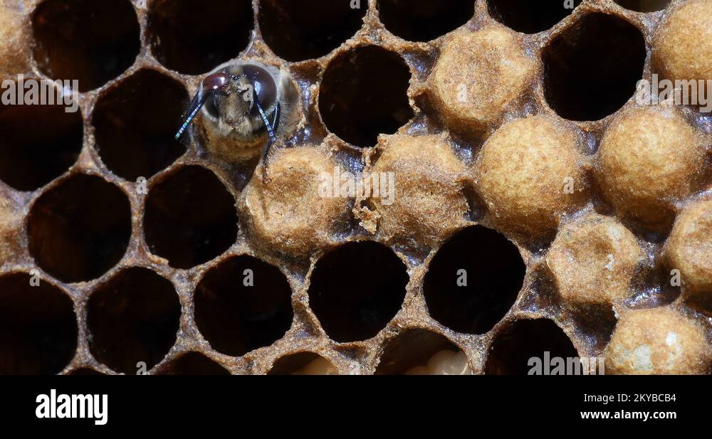European Honey Bee, apis mellifera, Emergence of a Male with a Varroa ...