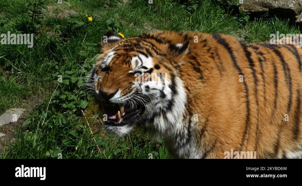 Snarling siberian tiger Stock Videos & Footage - HD and 4K Video Clips - Alamy