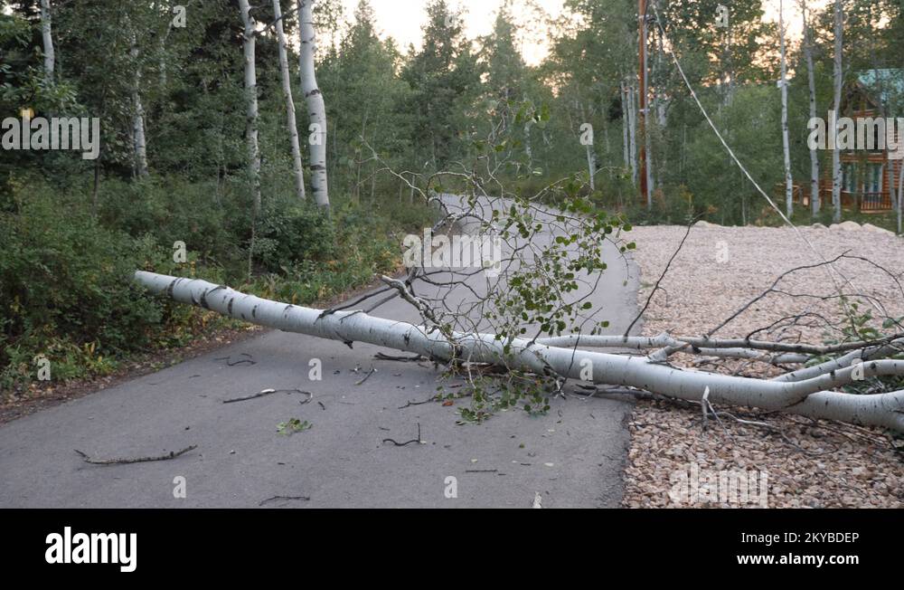 Knocked out tree Stock Videos & Footage - HD and 4K Video Clips - Alamy