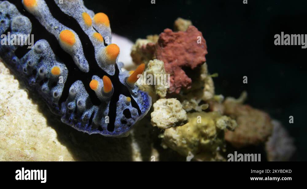 Painted Phyllidia Nudibranch (Phyllidia picta) Sea Slug Underwater ...