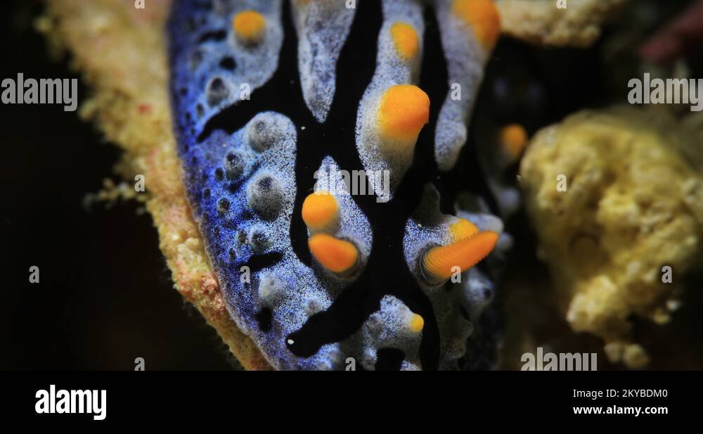 Painted Phyllidia Nudibranch (Phyllidia picta) Sea Slug Underwater ...