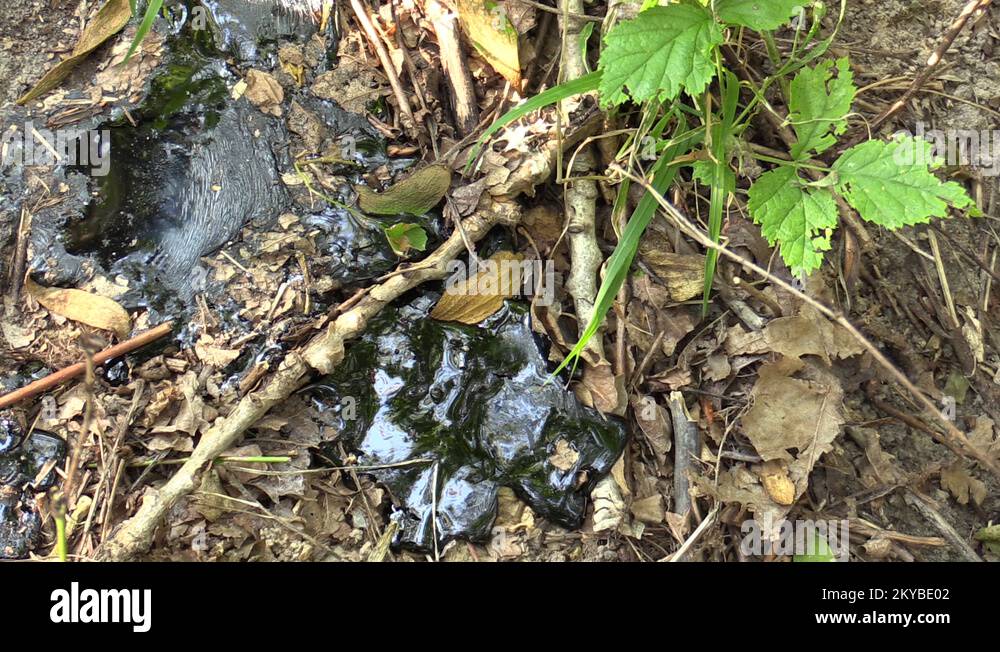 Tar contaminated Stock Videos & Footage - HD and 4K Video Clips - Alamy