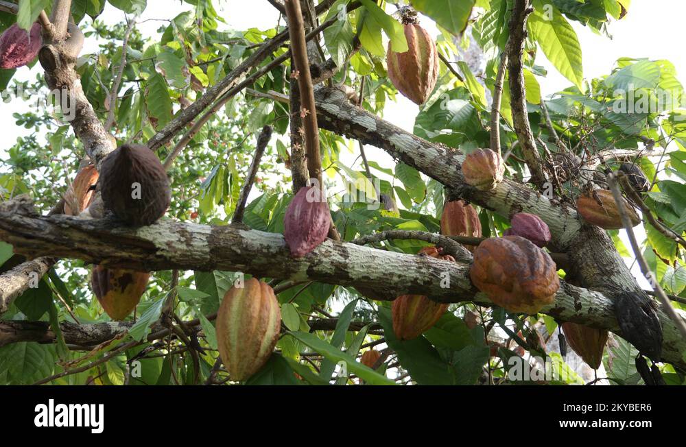 Also called the cacao tree and the cocoa tree Stock Videos & Footage ...