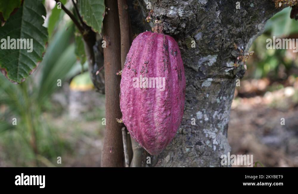 Raw Cacao Pods On Cocoa plantation Fruit Tree in Baracoa Cuba Ready To ...