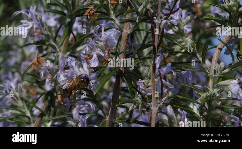 European Honey Bee, apis mellifera, Bee foraging a Rosemary Flower ...