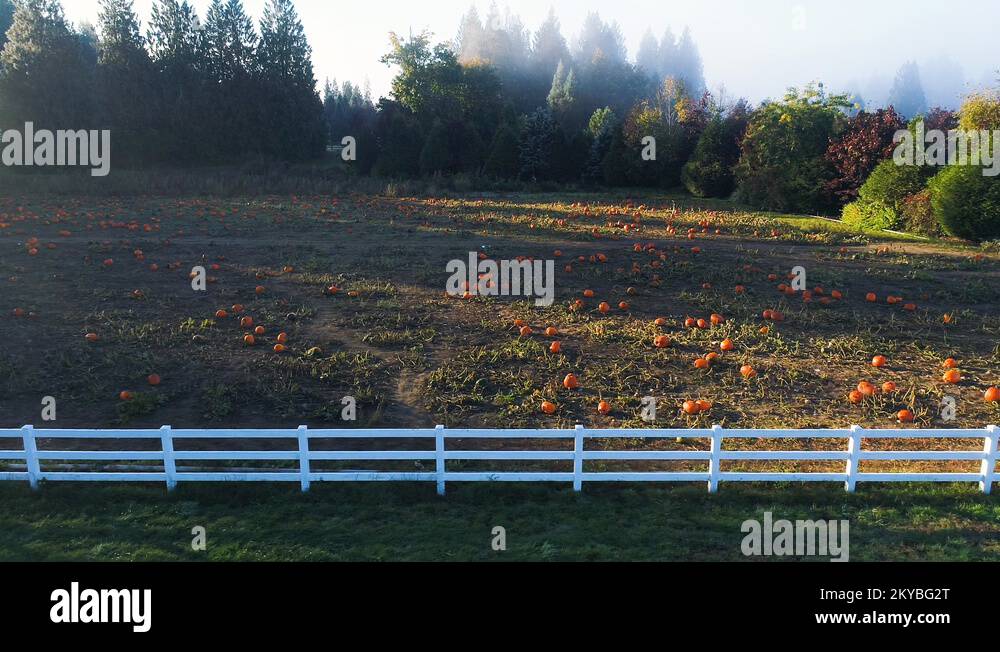 Pumpkins in Patch on Farm Behind White Fence Morning Fog Shadowy ...
