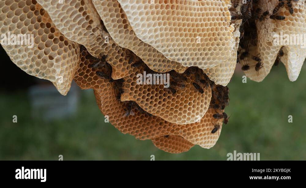 European Honey Bee, apis mellifera, Black Bees on a wild Ray, Bee Hive ...