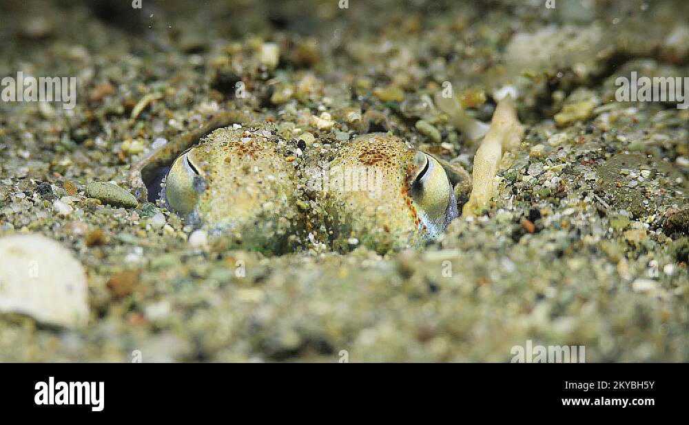 Tropical Bottletail Squid (Sepiadarium kochi) Underwater on a Coral ...
