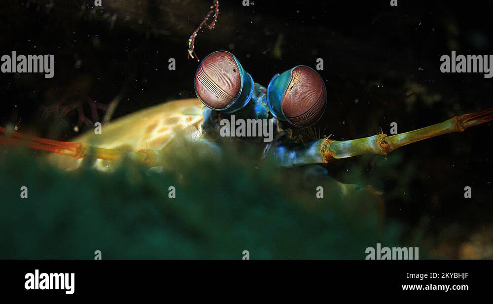 Peacock Mantis Shrimp (Odontodactylus scyllarus) on Coral Reef ...