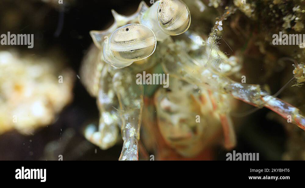 Bumptail Mantis Shrimp (Haptosquilla tuberosa) on Coral Reef Underwater ...